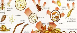 Vida en la Tierra. Espacio web dedicado a la naturaleza y la ...